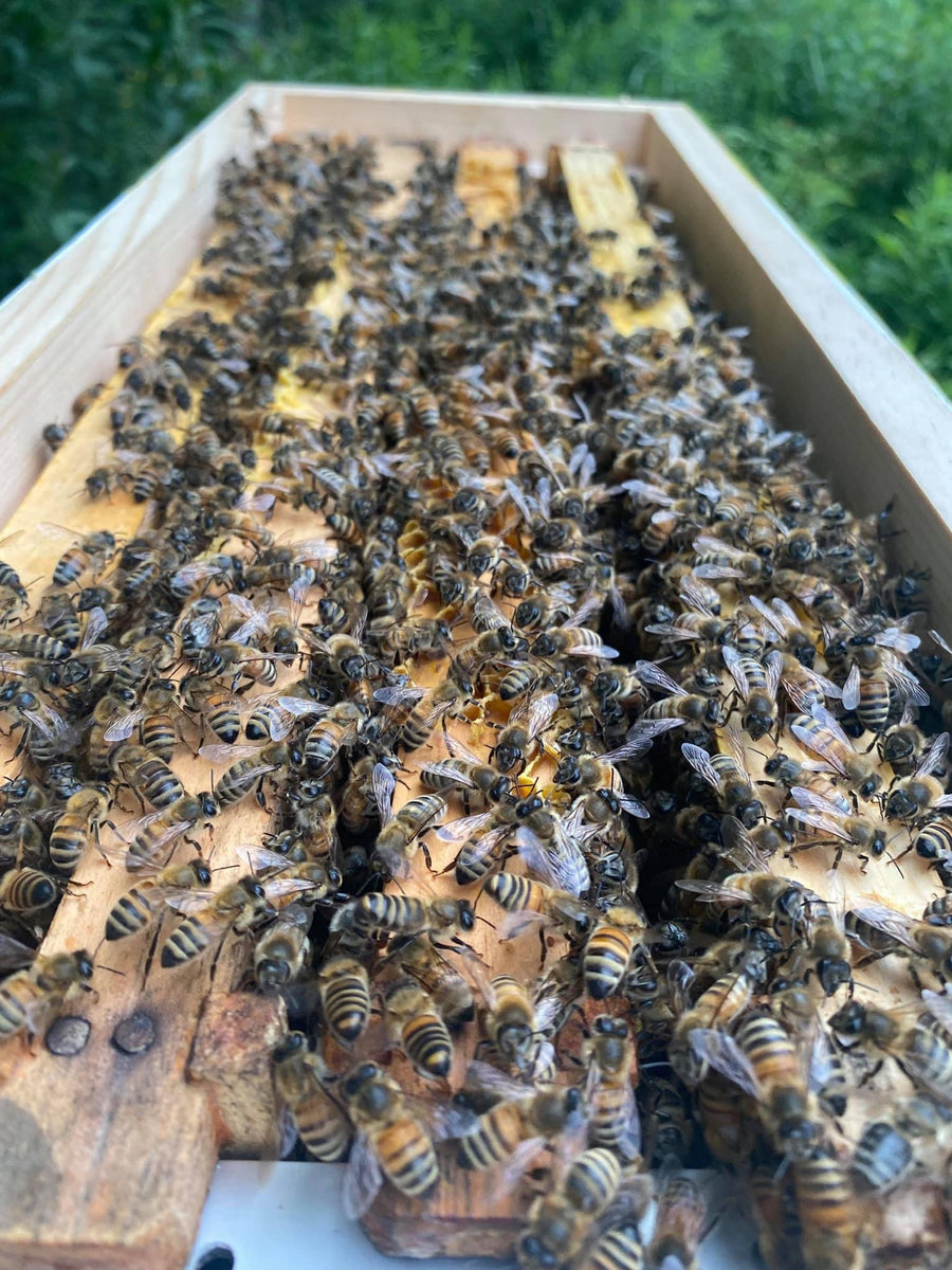 Beekeeping in Canada: A Beginner's Guide to Starting Your Own Hive ...