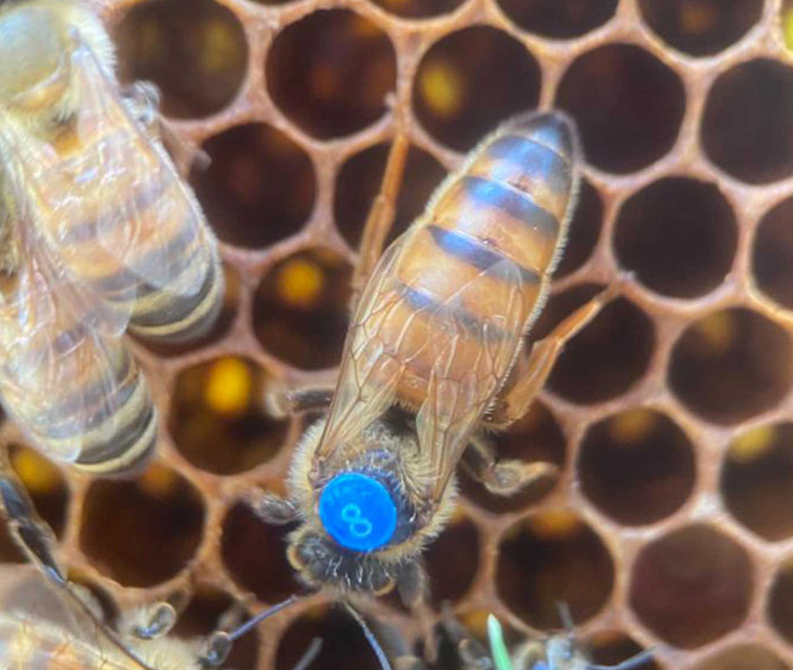 Buzzing Beginnings: Unveiling the Startup Costs of Beekeeping as a Hob ...