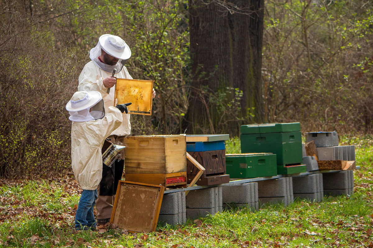 Intro To Beekeeping: In Beeyard Experience (July 11, 2026 @ 1:00pm ...